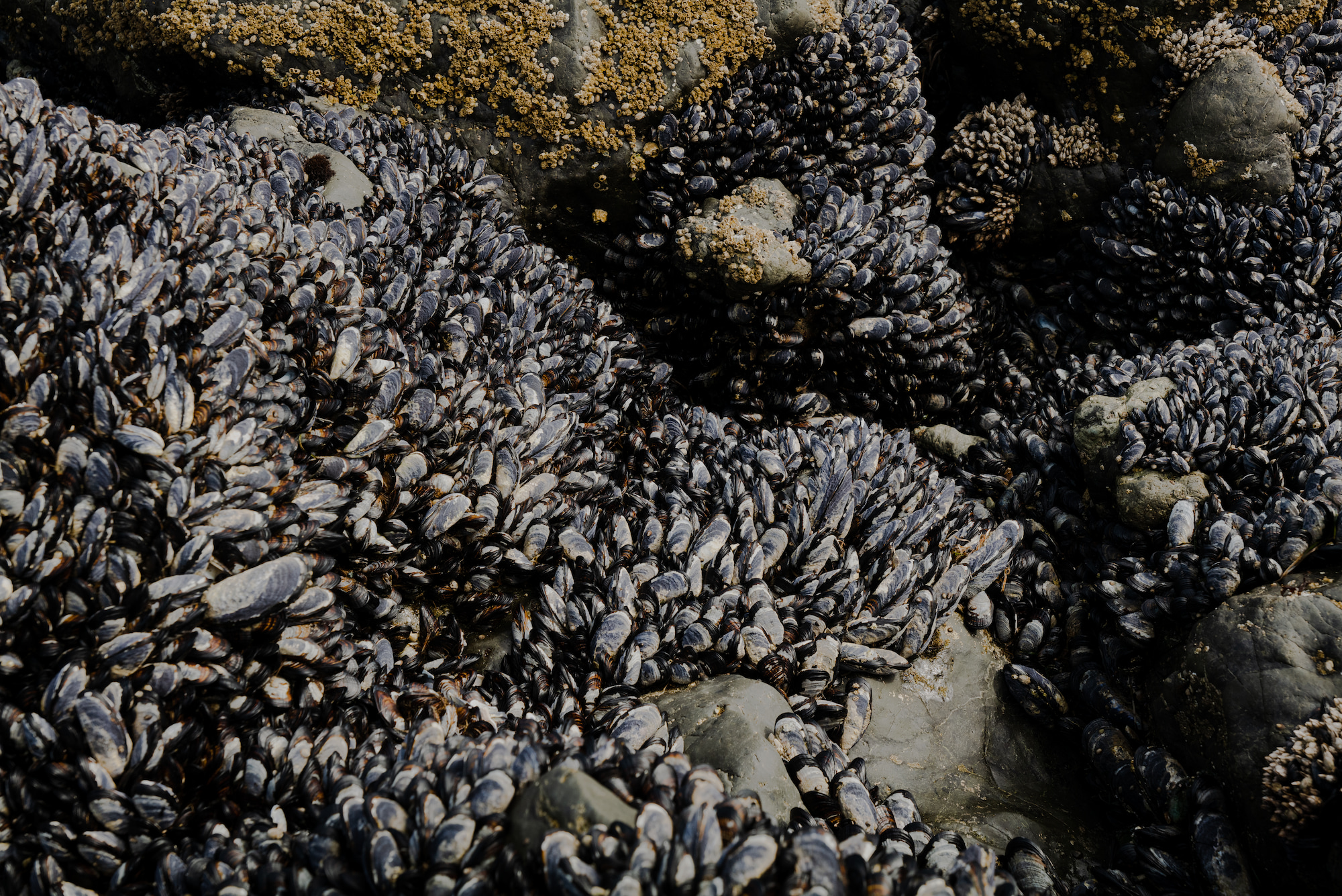 Take the ʔiisaak Pledge | ZenSeekers