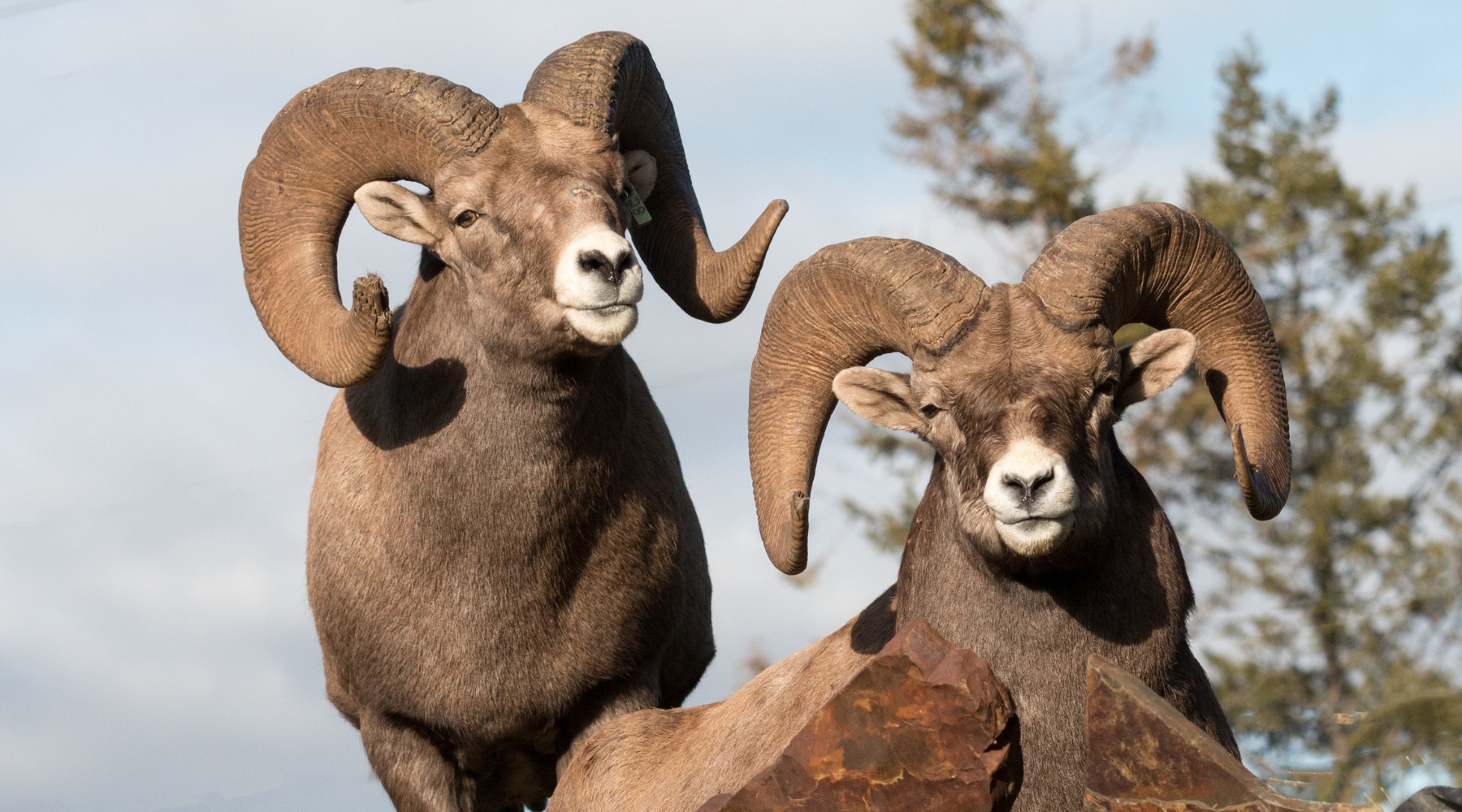 Sheep or goat: how to tell the difference | ZenSeekers