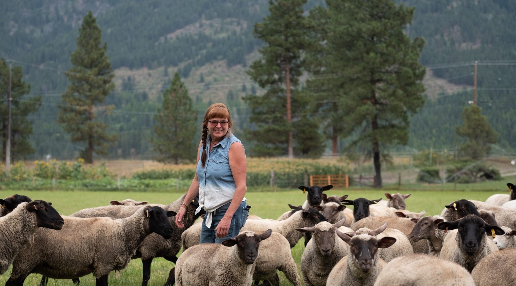 Sheep or goat: how to tell the difference | ZenSeekers