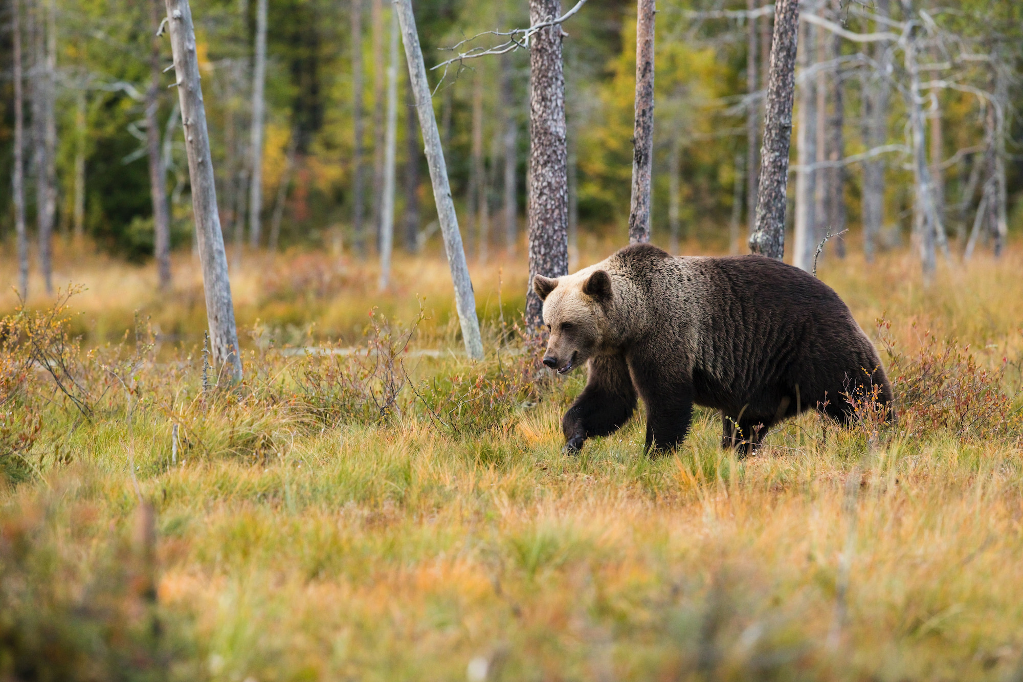 Black bear or grizzly: tell the difference with these 3 tips | ZenSeekers