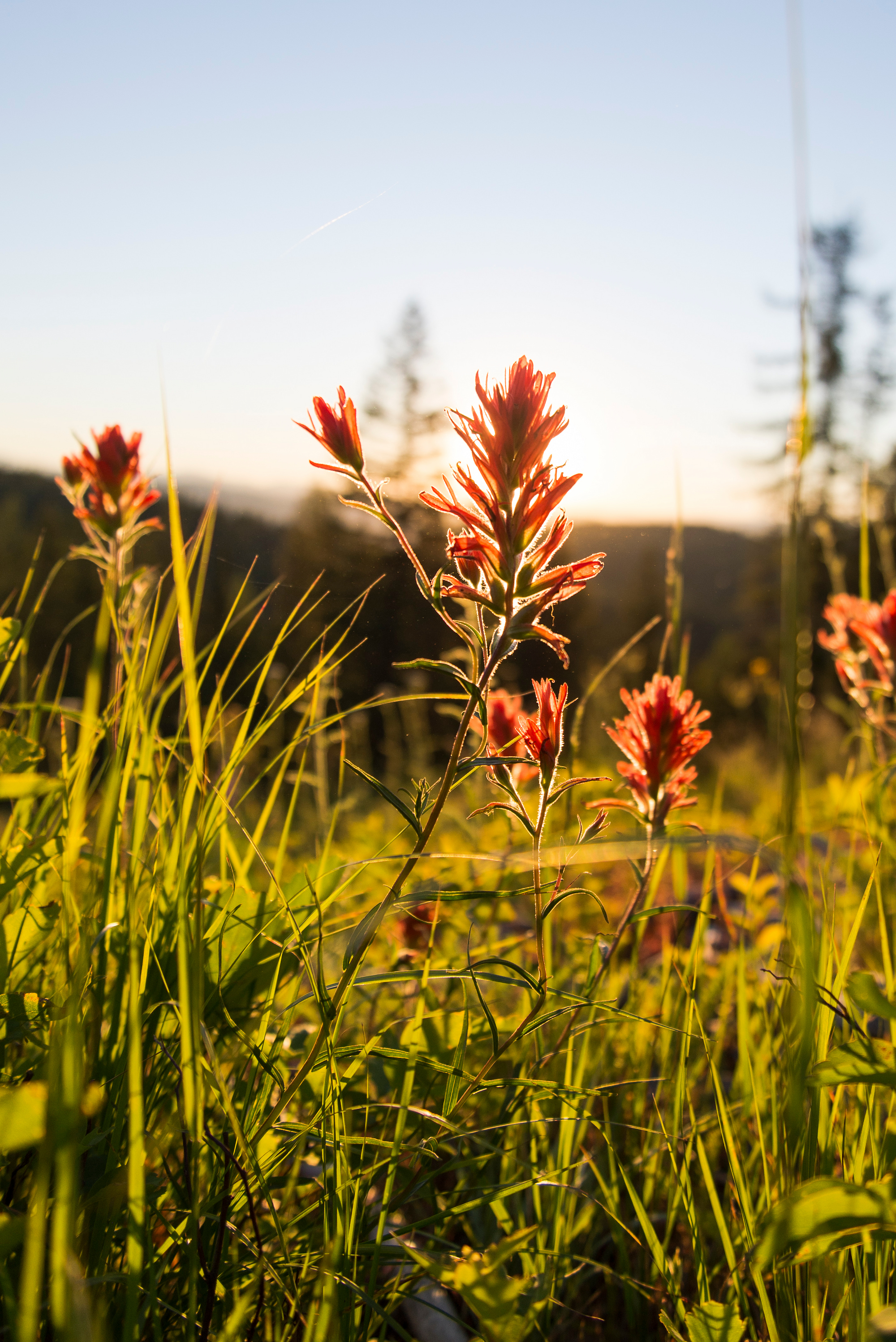 Where to hike to find wildflowers in BC | ZenSeekers