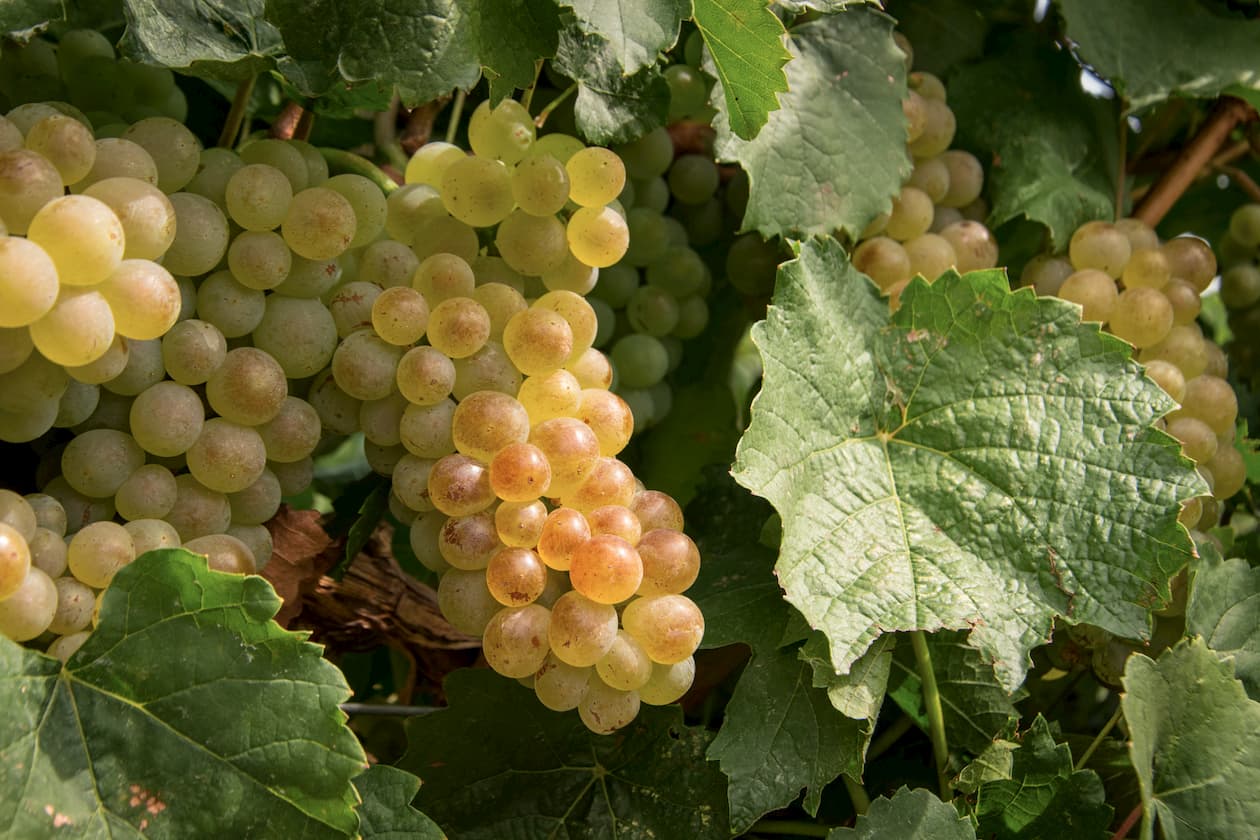 Old World intersects with New World in Oliver, Canada’s wine capital ...