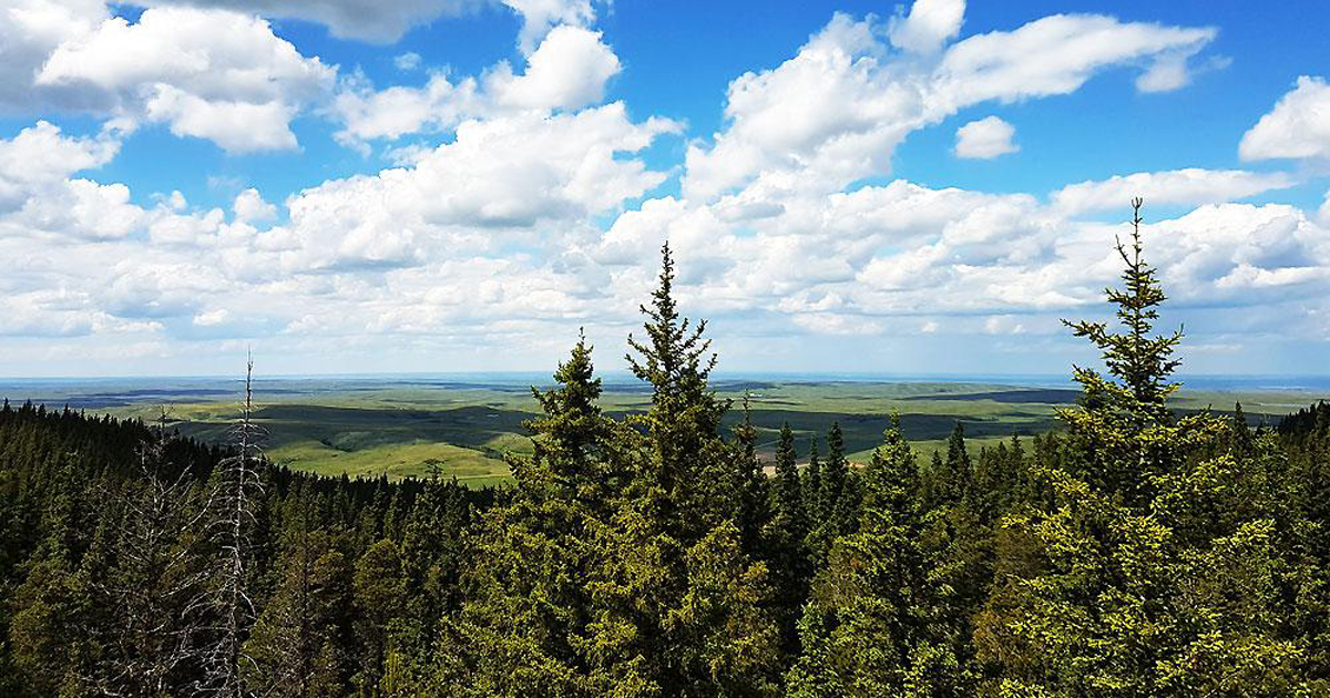 6 reasons to visit Cypress Hills this summer | ZenSeekers