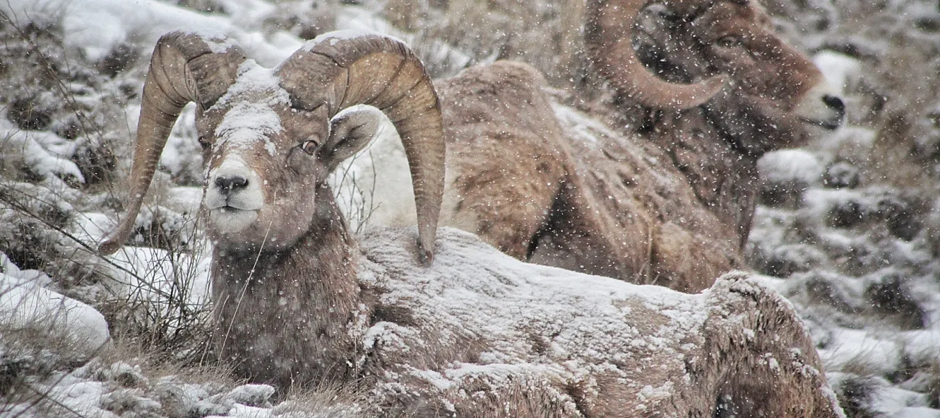 Sheep or goat: how to tell the difference | ZenSeekers