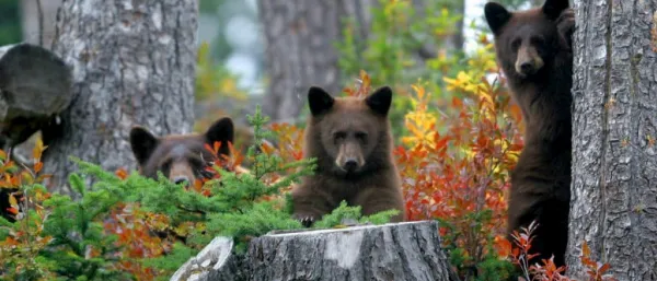 Forget what you thought you knew about bear hibernation | ZenSeekers