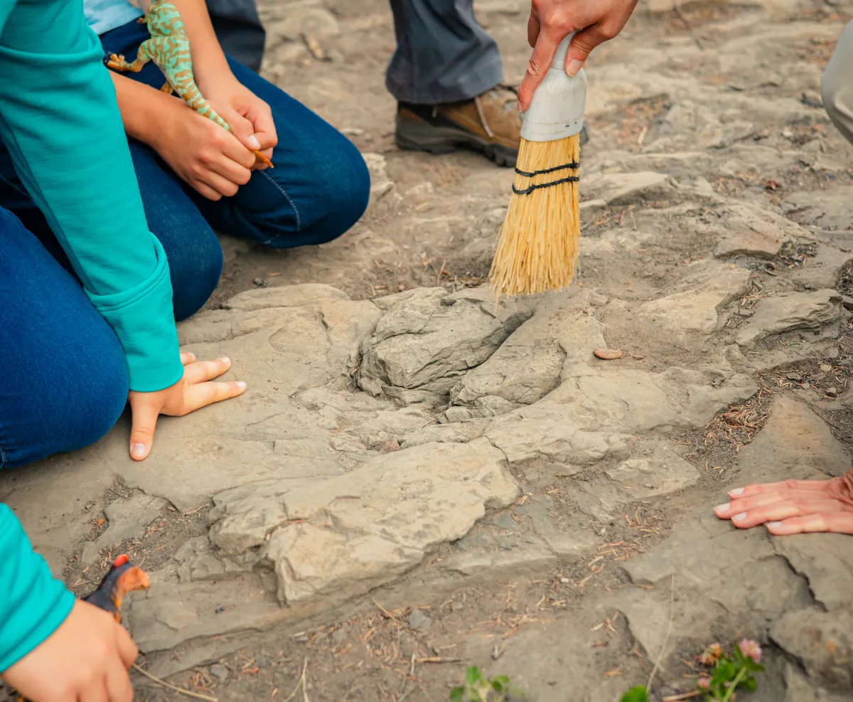 Rock or fossil: how to tell the difference | ZenSeekers