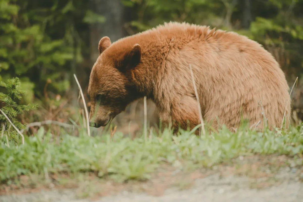 Forget what you thought you knew about bear hibernation | ZenSeekers