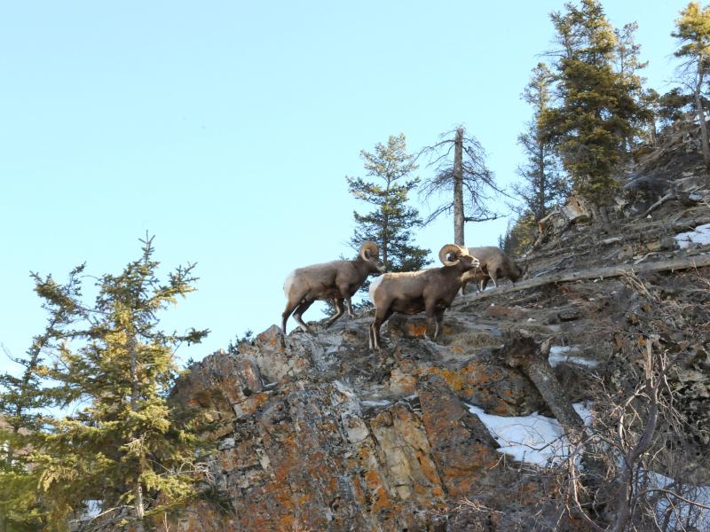 Sheep or goat: how to tell the difference | ZenSeekers
