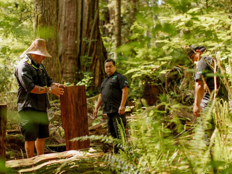 Three things to love about trees on National Tree Day | ZenSeekers