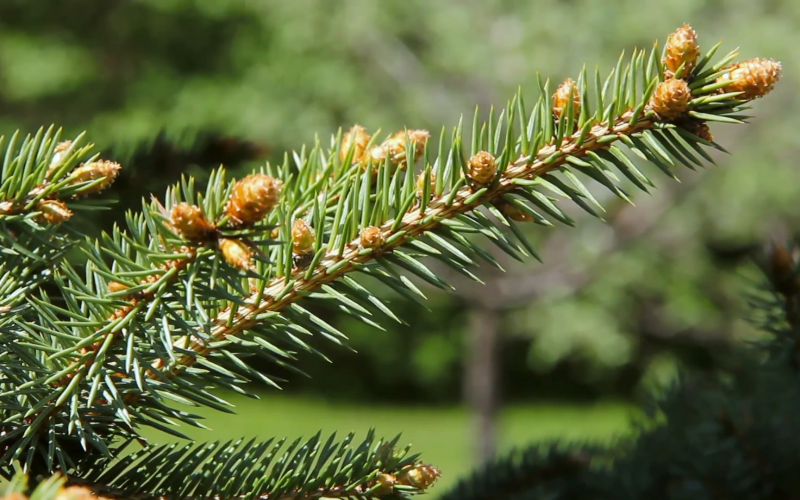 Tell the difference between pine, spruce and fir | ZenSeekers Tell the difference between pine, spruce and fir | ZenSeekers